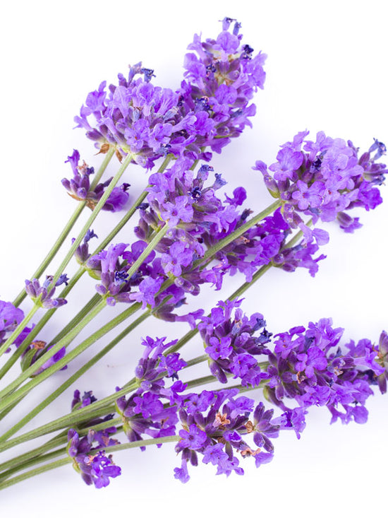 Head-Ezz – Smooth Gator LLC